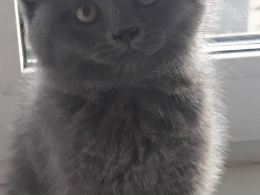 Кошка