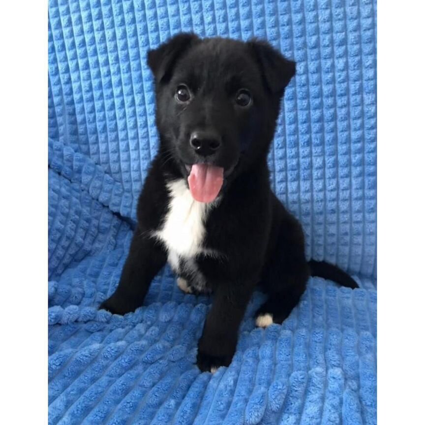 Милый щенок мальчик