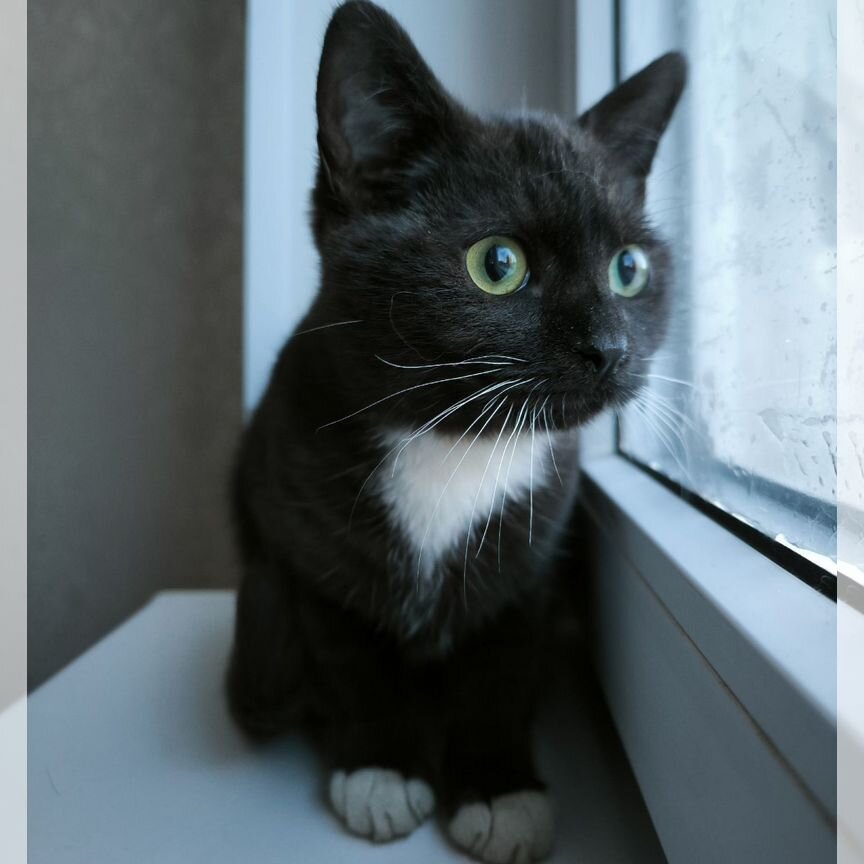 Котёнок в добрые руки