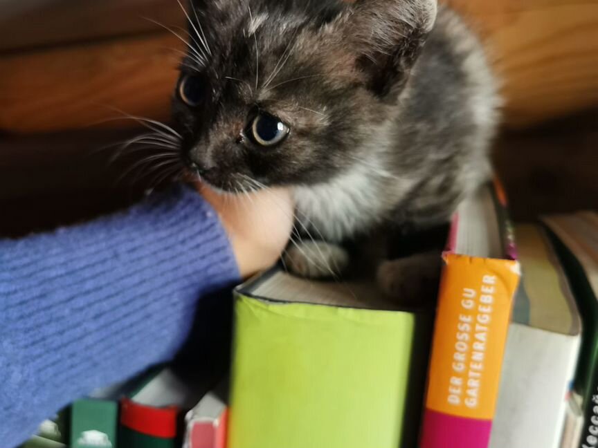Кошечка, отдадим бесплатно. Необычного окраса