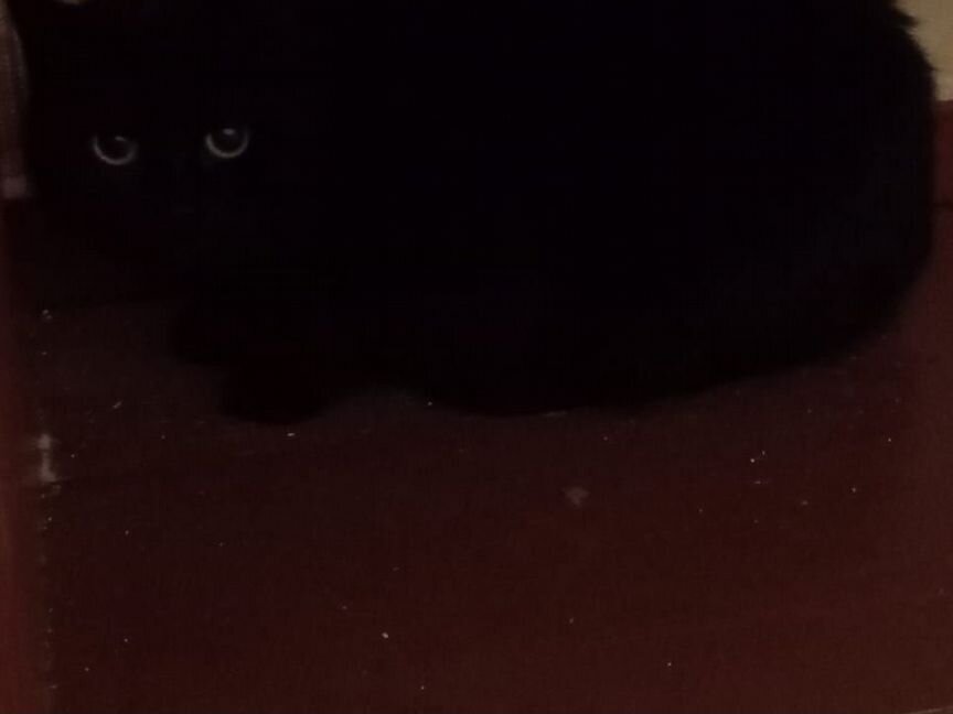 Шикарная кошка ищет хозяина