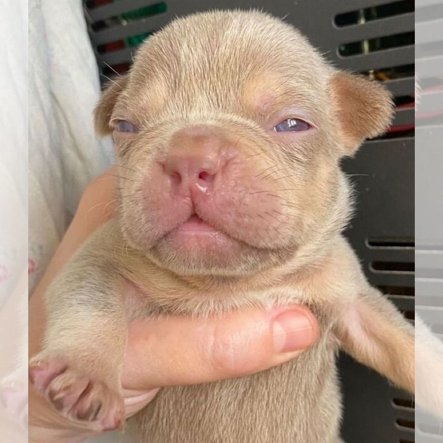 Французский бульдог, щенок