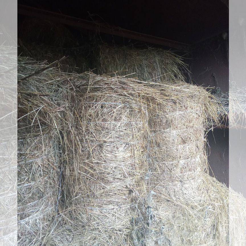 Сено в рулонах