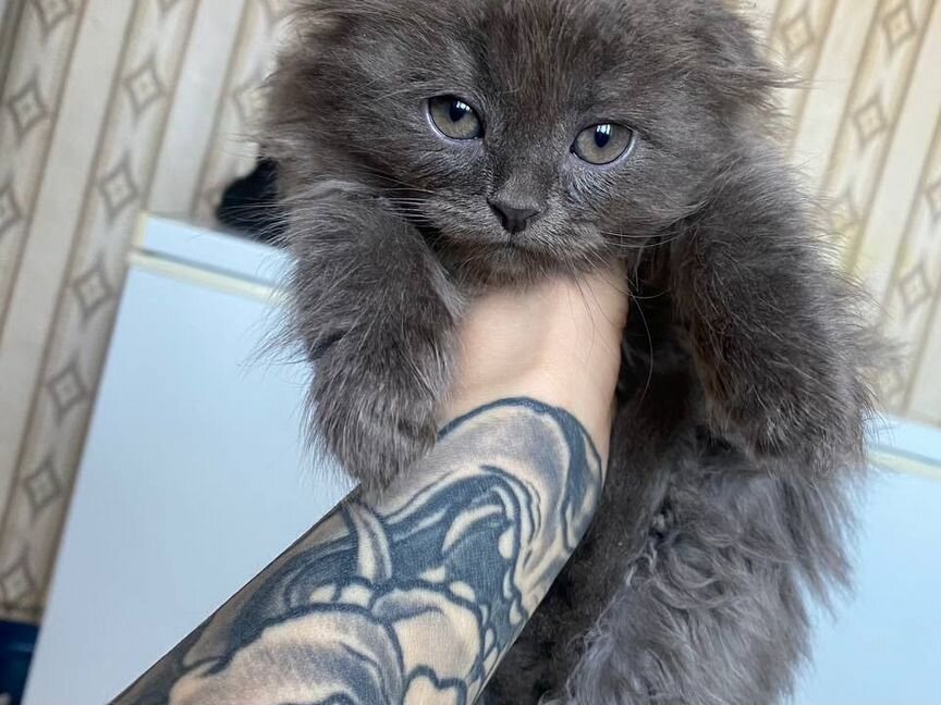 Вислоухие котята в добрые руки