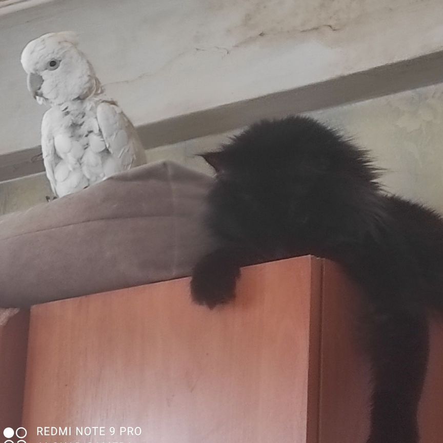 Мейн-кун, взрослый кот