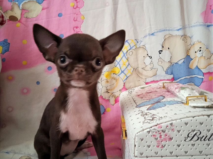 Маленькая шоколадка