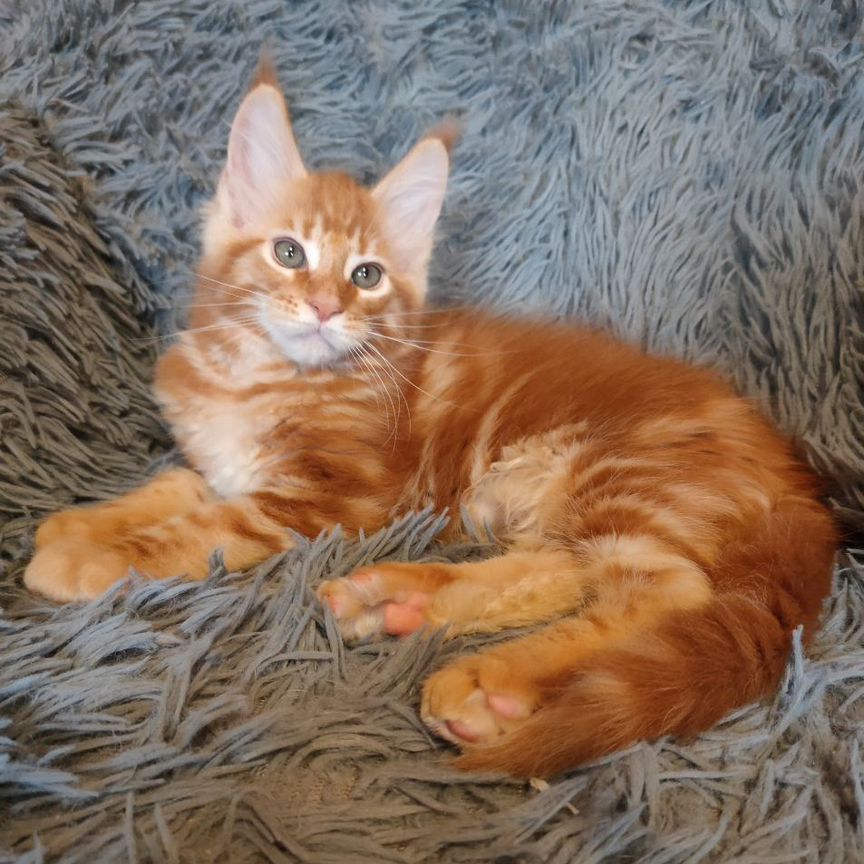 Котята мейн-кун