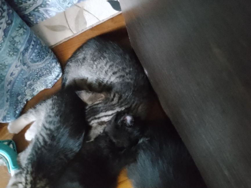 Котята в добрые руки