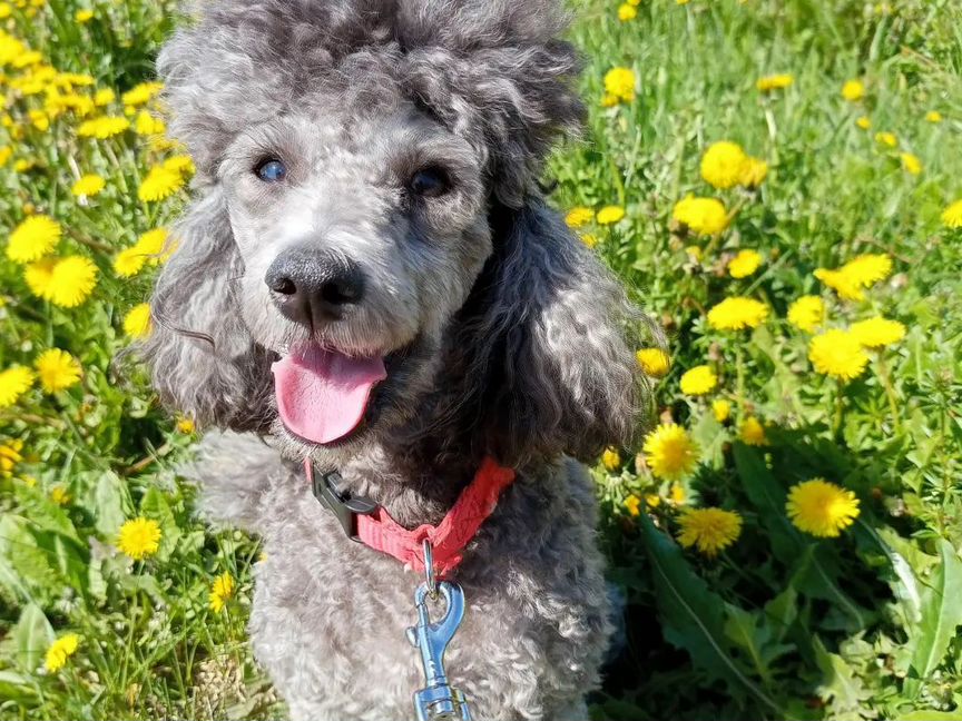 Той пудель в добрые руки