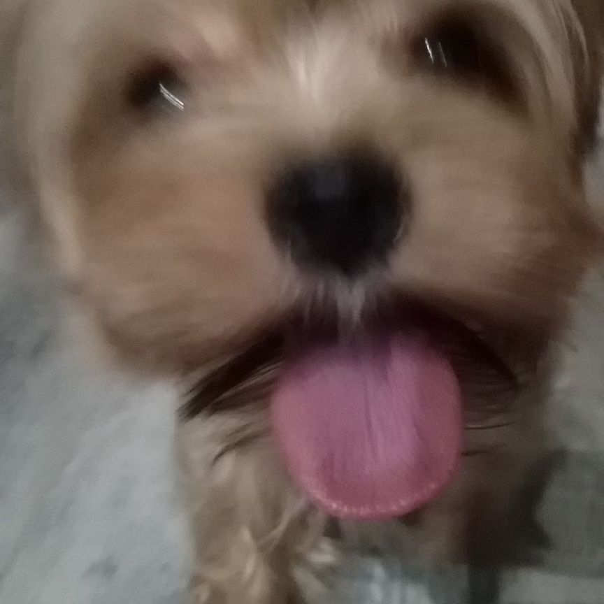 Йоркширский терьер