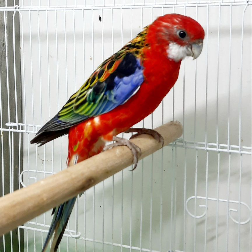 Попугай розелла