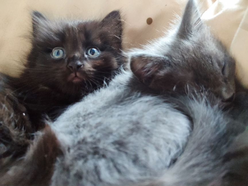 Отдам котят в добрые руки