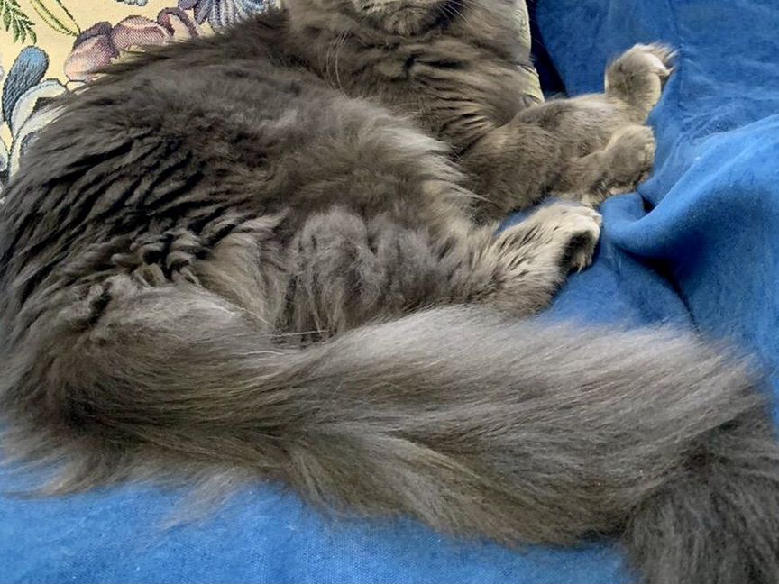 Мейн-куненок Аристократ