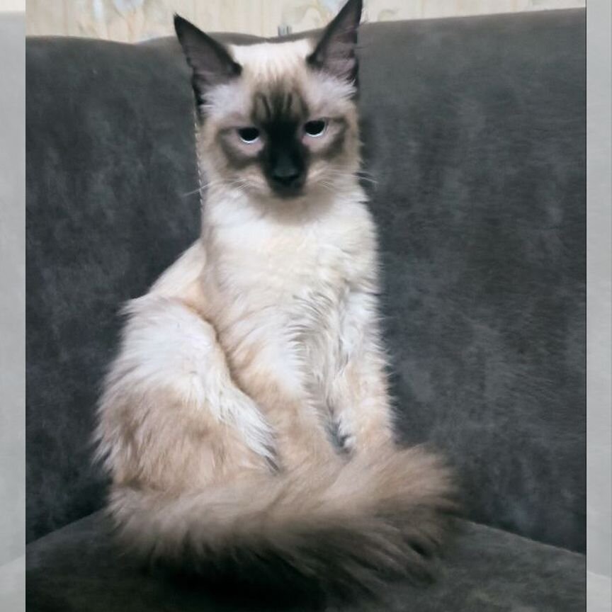 Кот Невский Маскарадный