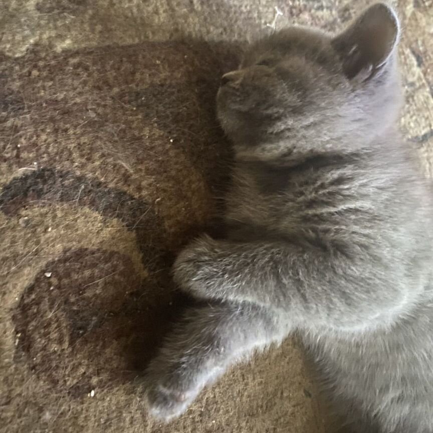 Британский котенок
