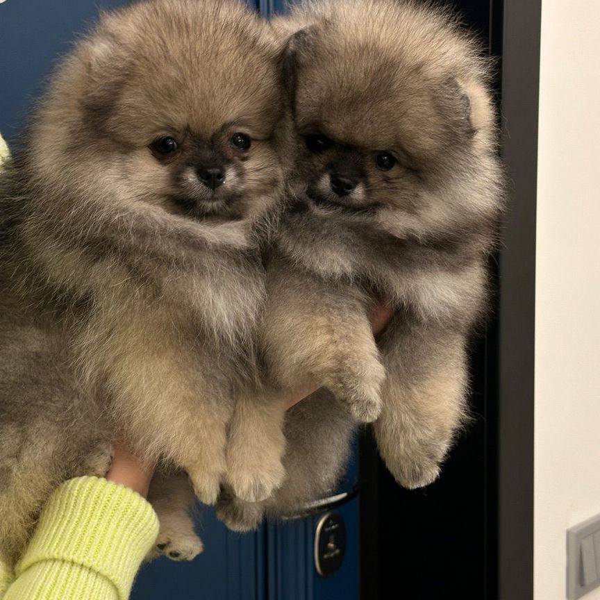 Померанский шпиц медвежьего типа