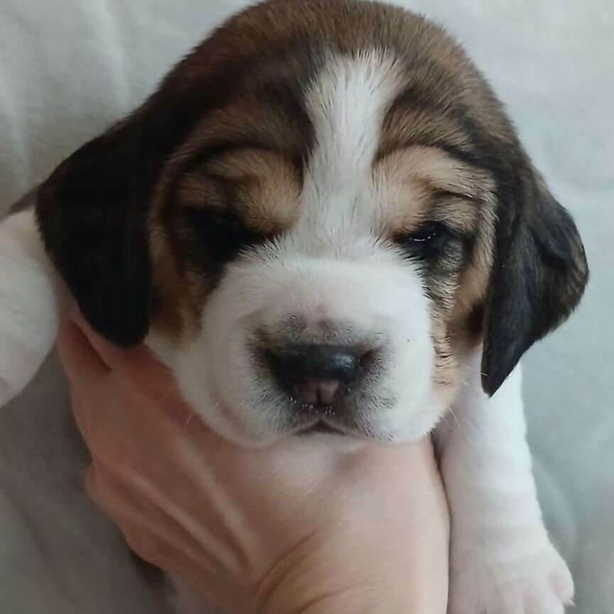 Бигль, щенок