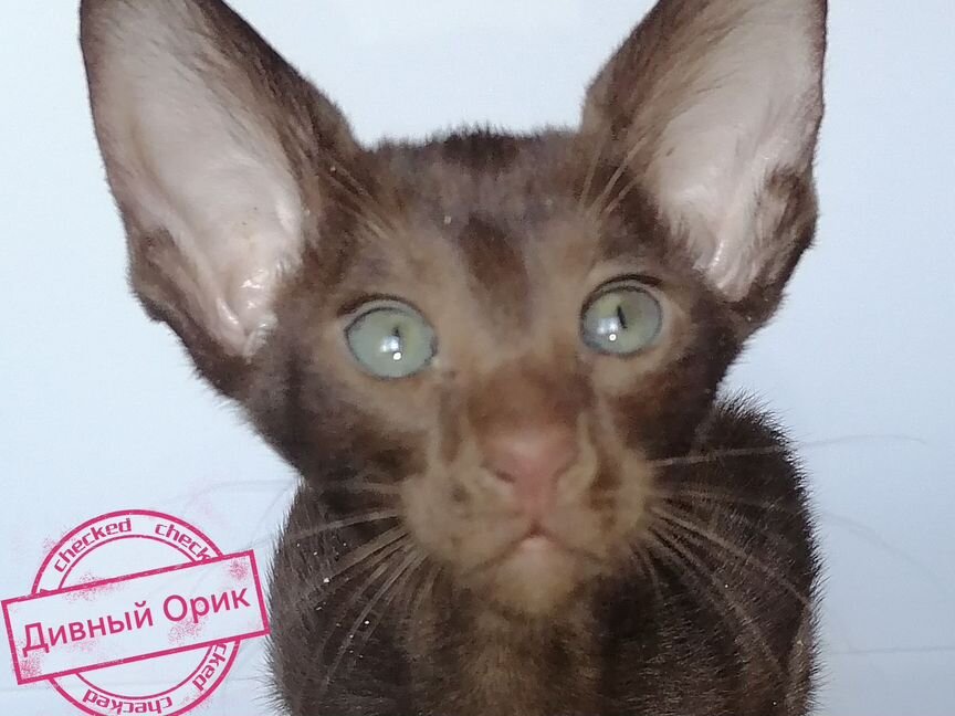 Ориентальные котята