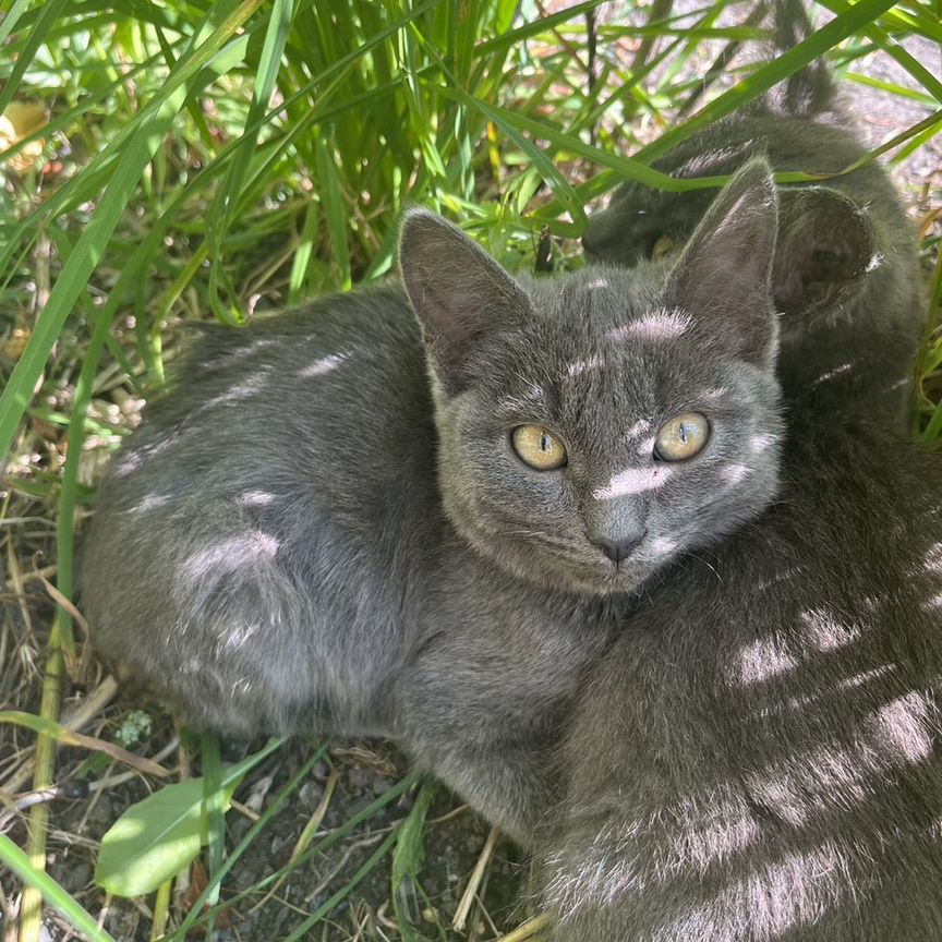 Ласковые котята в добрые руки