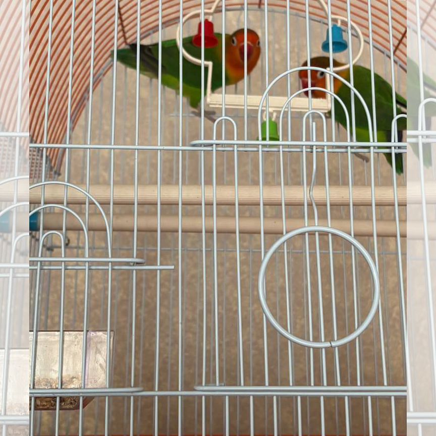 Попугай неразлучники с клеткой
