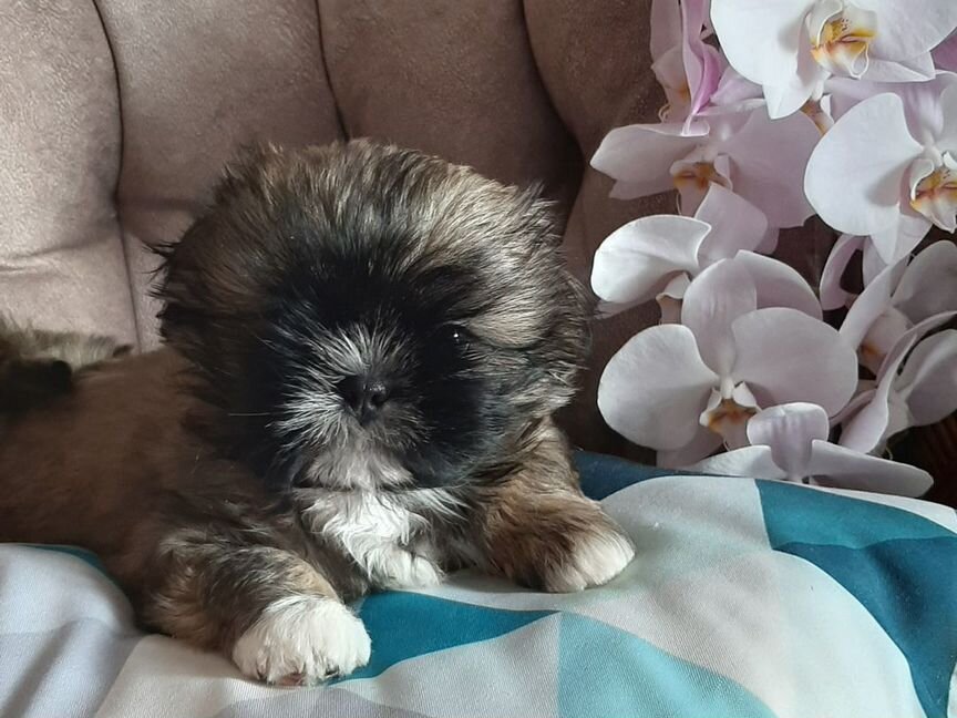 Шитцу мальчики