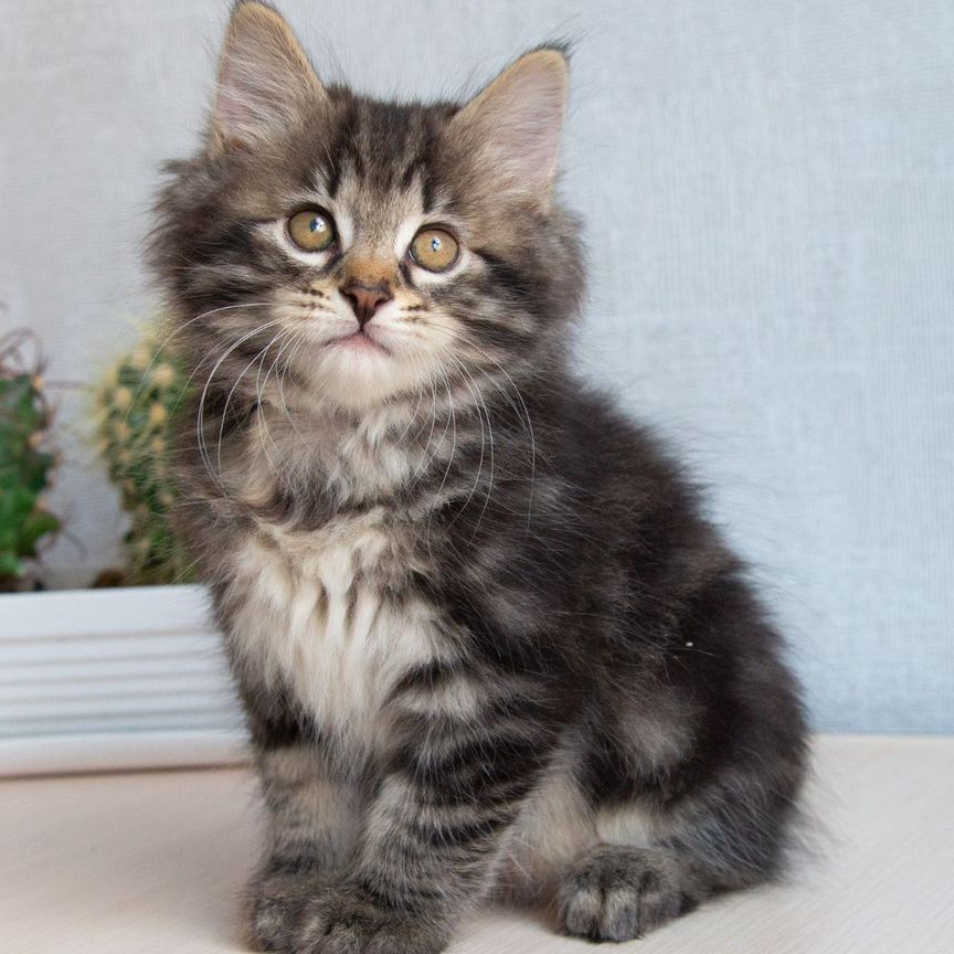 Курильский бобтейл длинношёрстный котёнок
