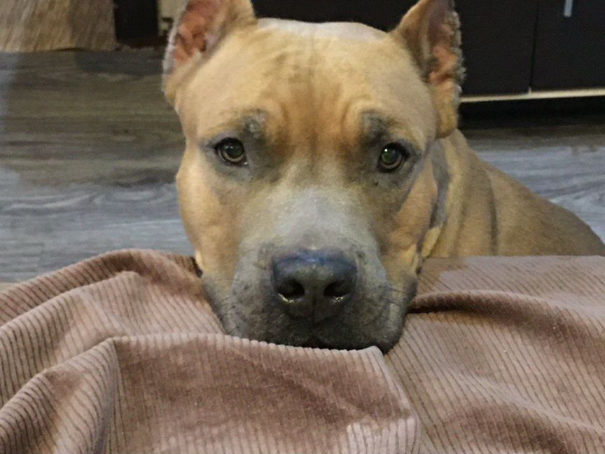 Стаффордширский терьер