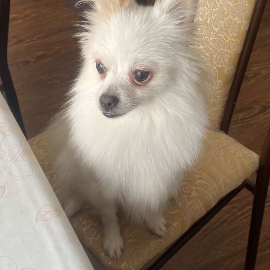 Немецкий шпиц