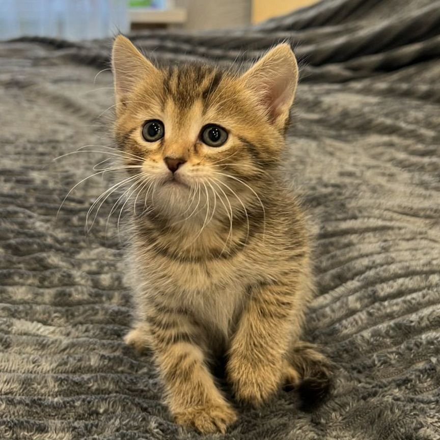 Шотландская