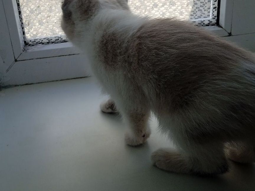 Котенок девочка, цветная, пушистая