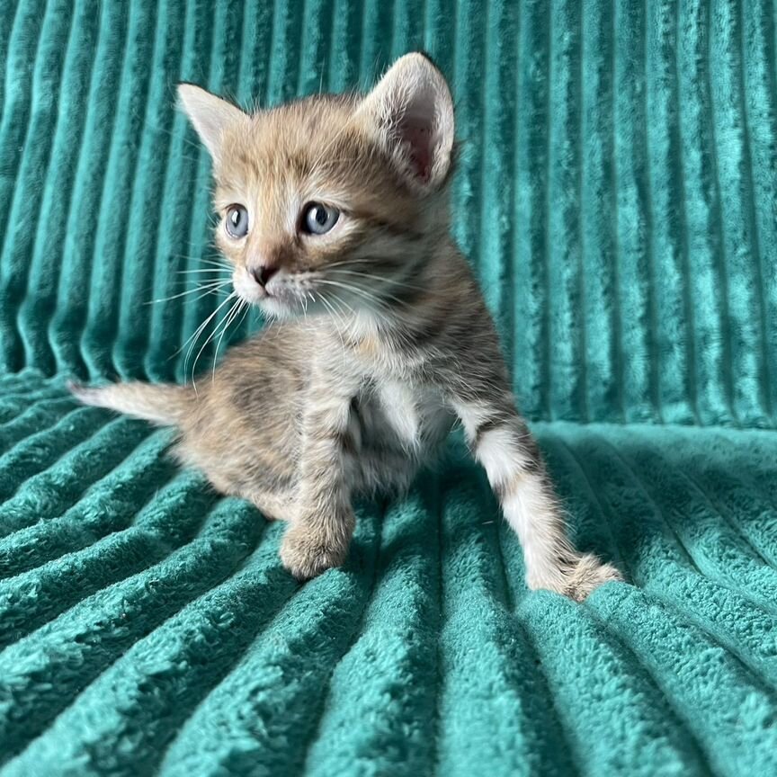 Котята в добрые руки три девочки