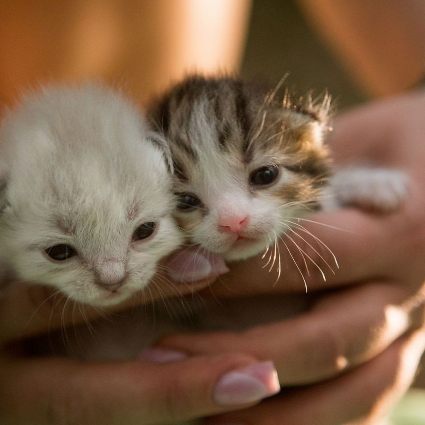 Кекс и Зевс в поисках родителей