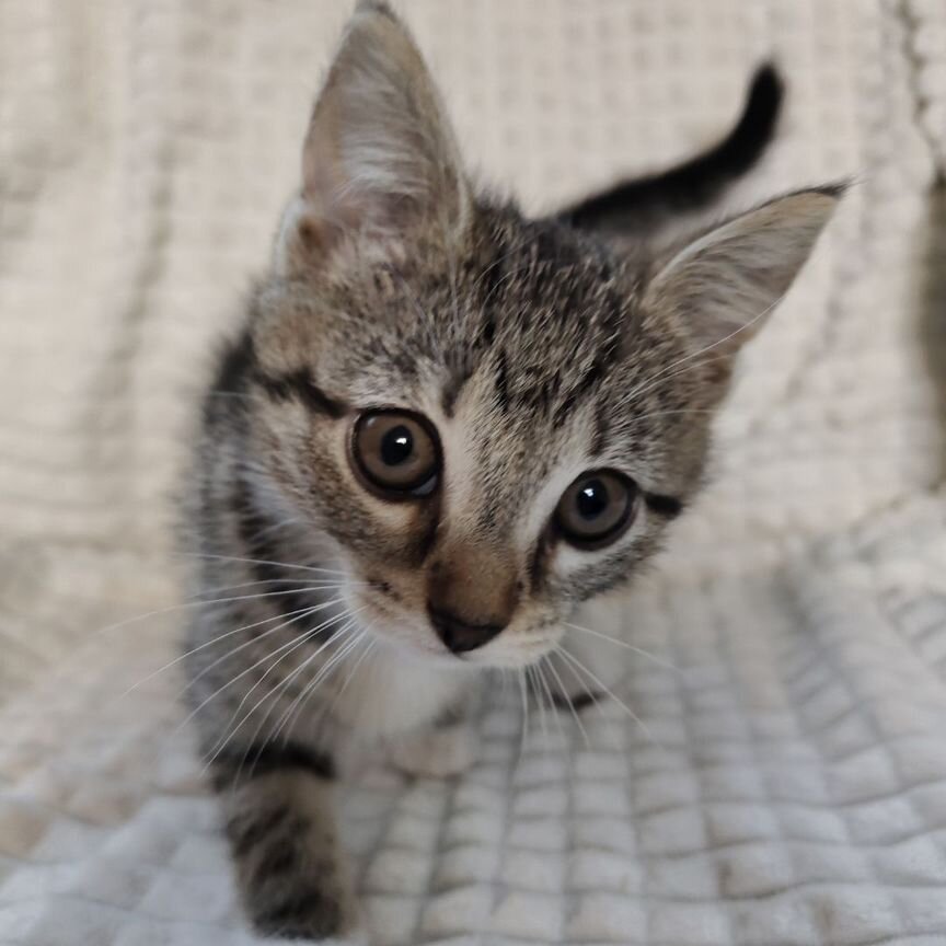 Котенок в добрые руки