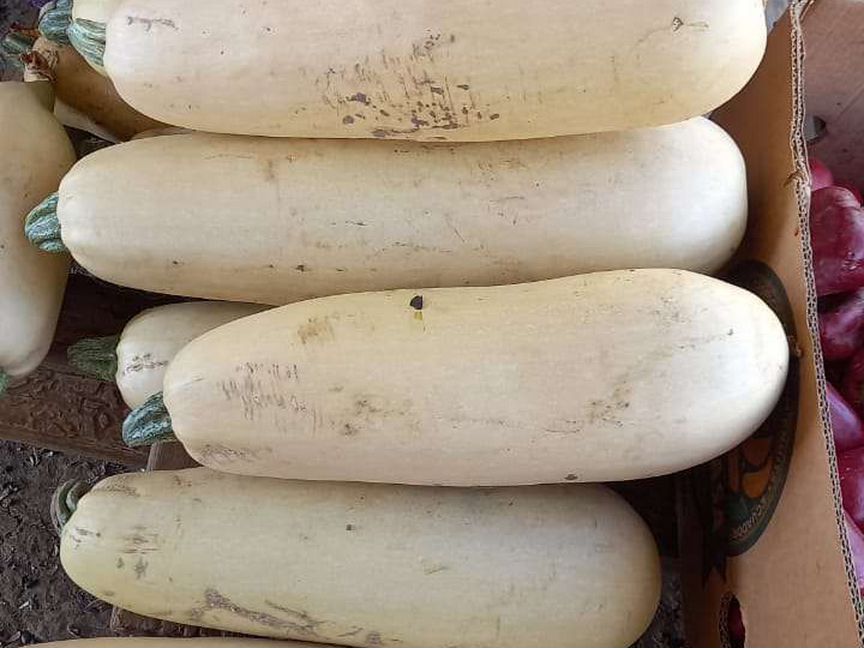 Кабачки на корм