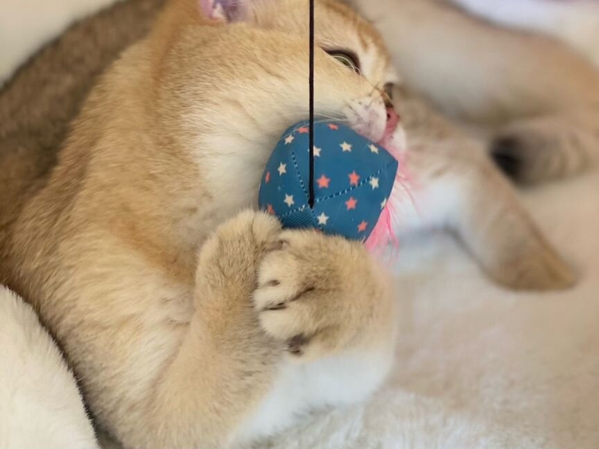 Клубный британский котёнок - Филипп