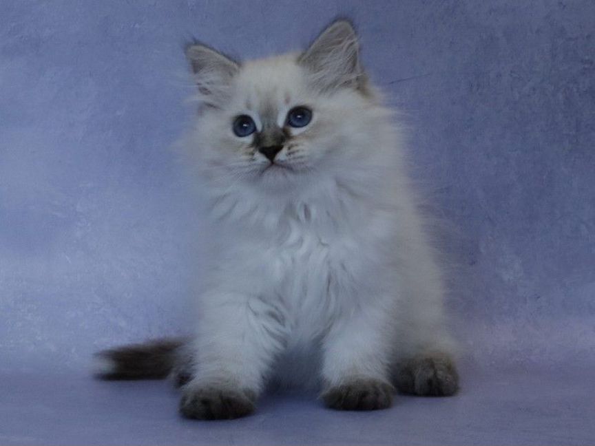 Сибирские котята с документами