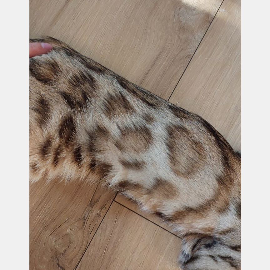 Бенгальская кошка