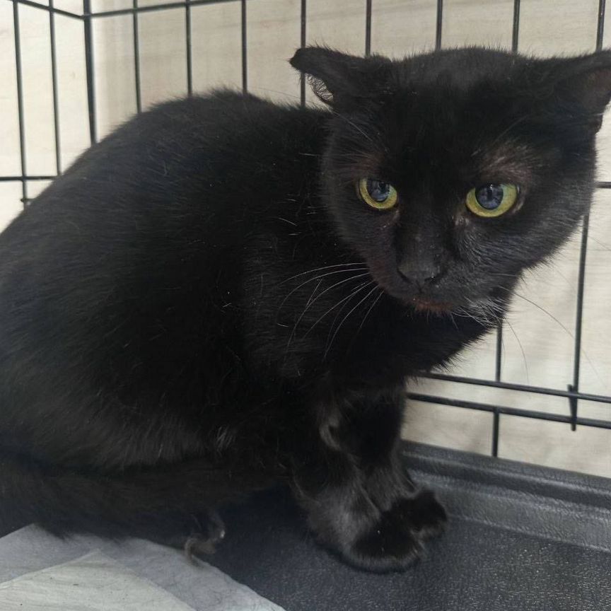 Взрослая, кошка в добрые руки