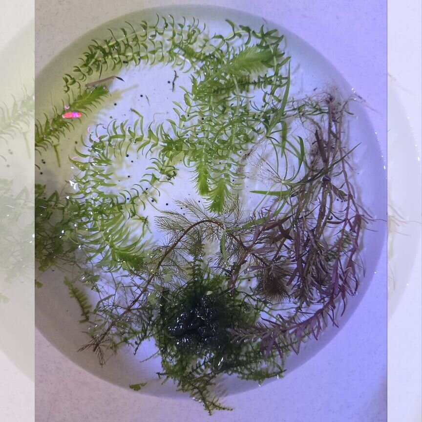 Аквариумные растения