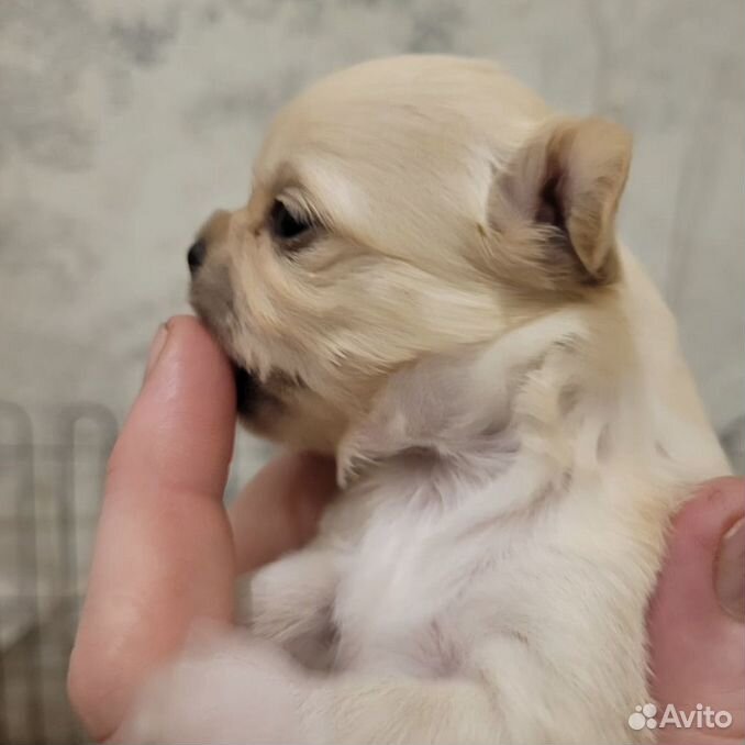 Чихуахуа мальчики и девочка. Для резерва