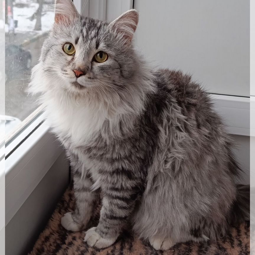 Котик ищет дом