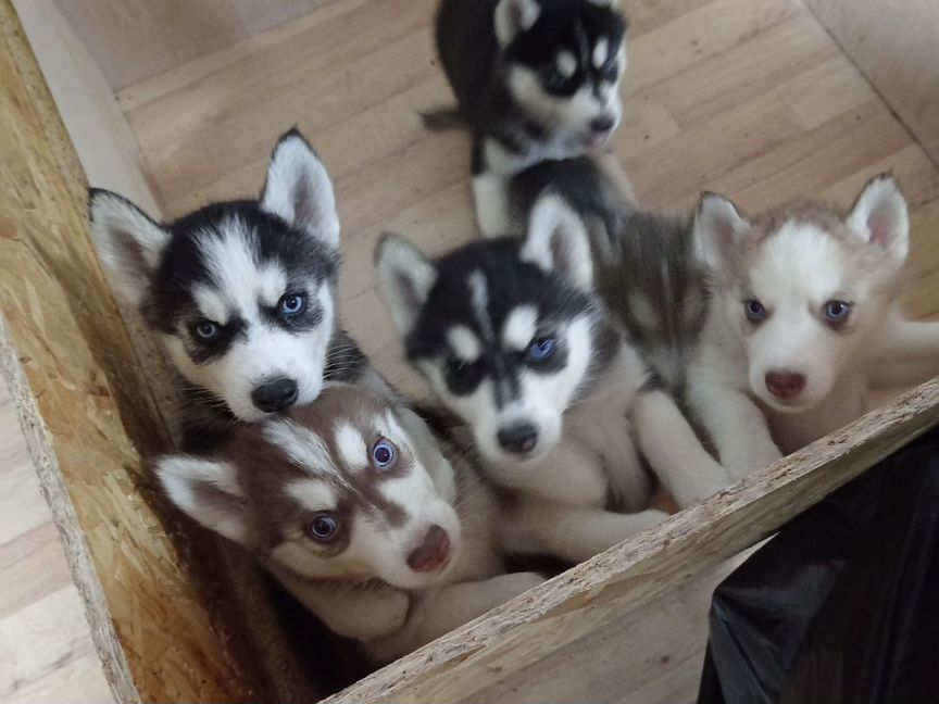 Щенки хаски