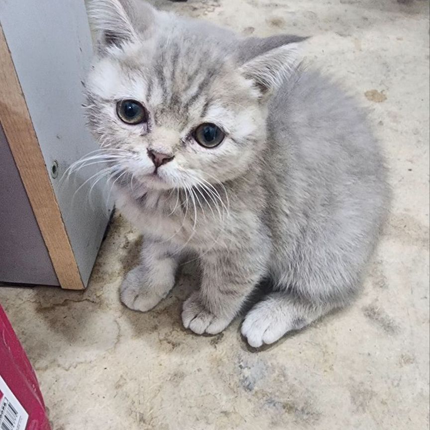 Котята