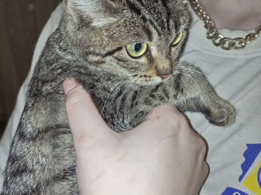 Котенок ищет дом и семью