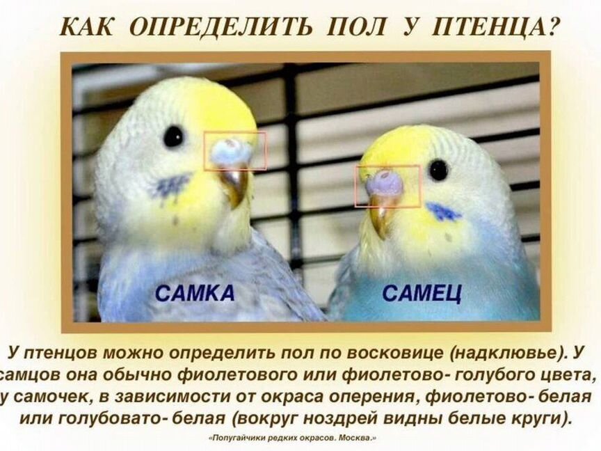 Птенцы волнистый попугай