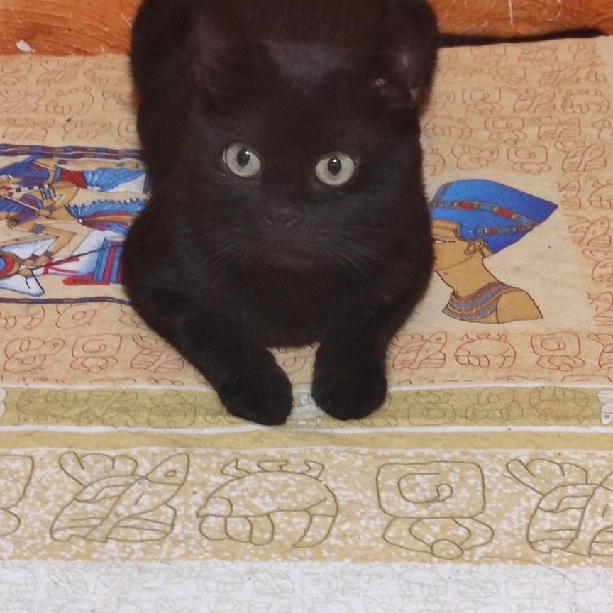 Отдам даром котика