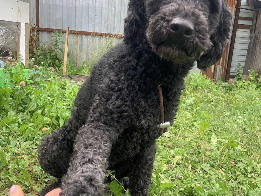 Королевский пудель