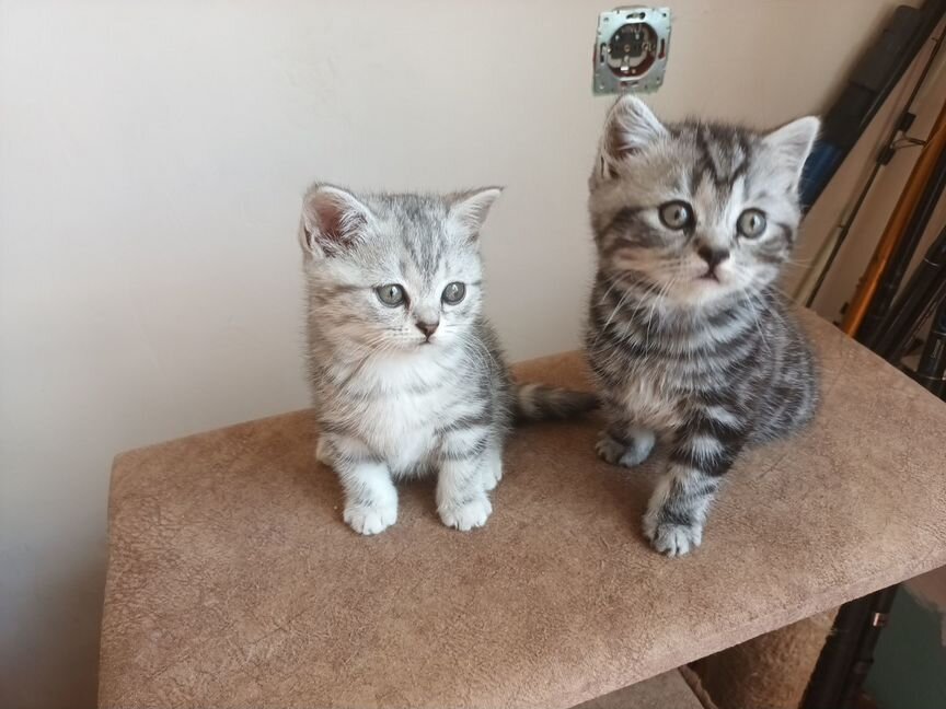 Продаю шотландских котят