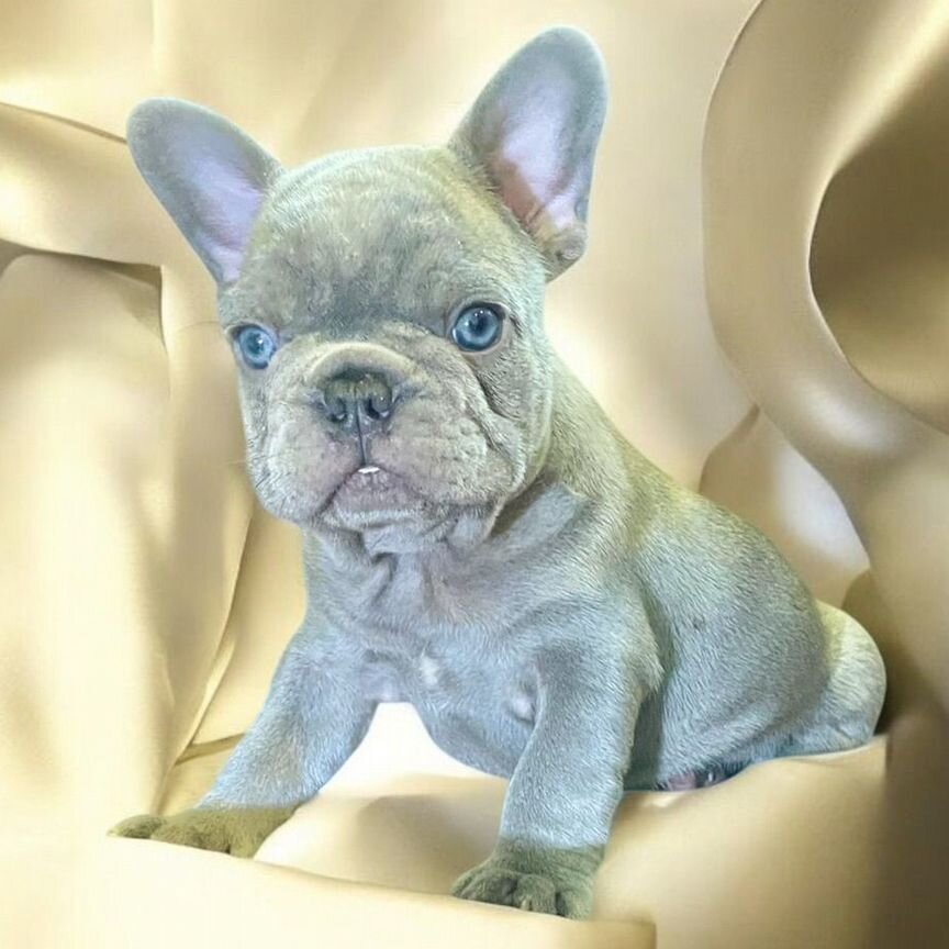 Французский бульдог лиловый мальчик