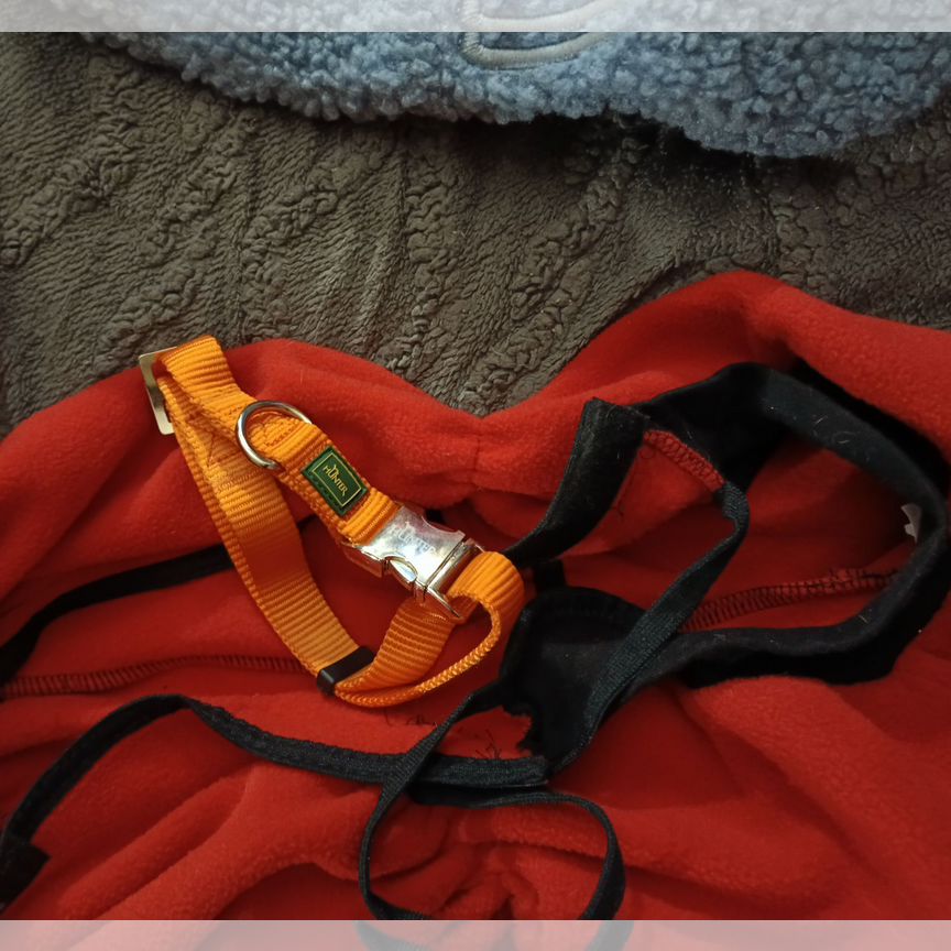 Ошейник и одежда для собаки